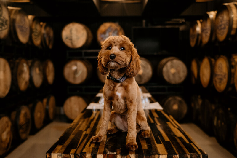 Tennessee Whiskey Trail Celebrates National Dog Month - Davidson County ...