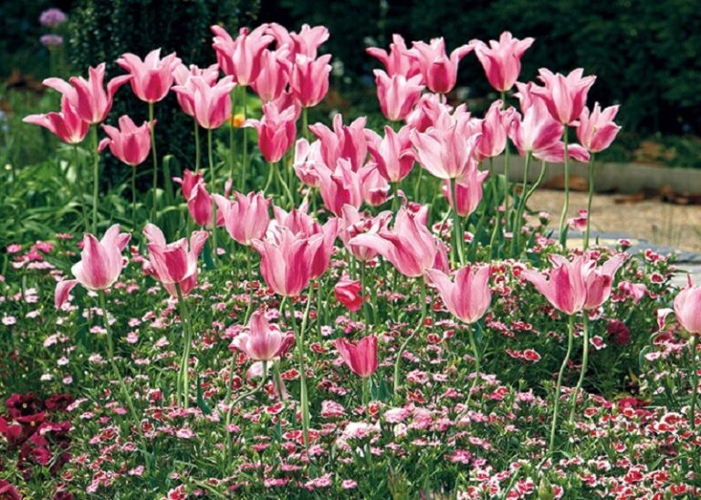 OBITUARY: Terri Yancy Gilbert - Davidson County Source