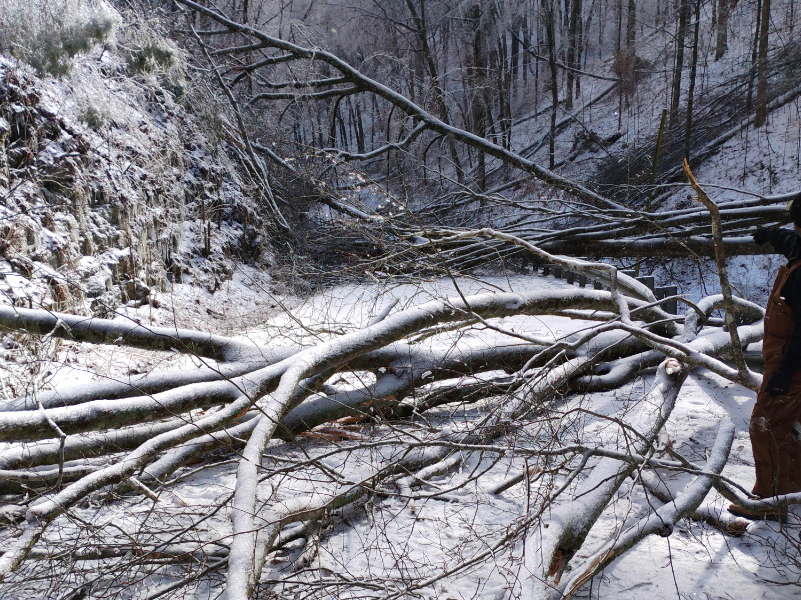 Urban Forest Strike Team To Assess Ice Storm Tree Damage In Nashville ...